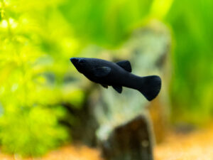 170 Black Fish Names You’ll Actually Want To Use | FishLab