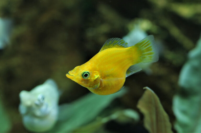 How Long Do Molly Fish Live? 5 Best Tips For a Longer Lifespan | FishLab