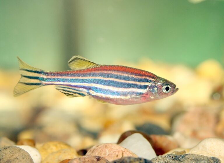 How Long Do Zebra Danios Live? 7 Best Tips For a Longer Lifespan | FishLab