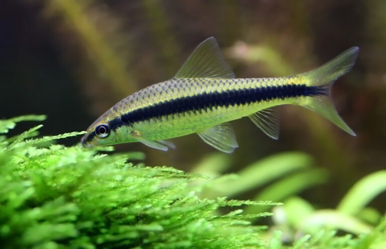 How Long Do Algae Eaters Live? A Comprehensive Guide to Algae Eater ...