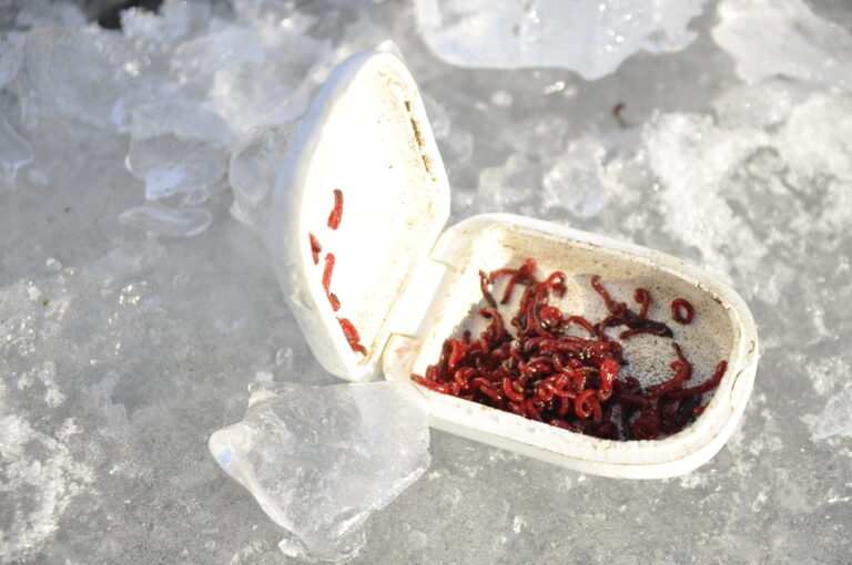 Blood Worms for Betta: Optimal Feeding Practices and Benefits | FishLab