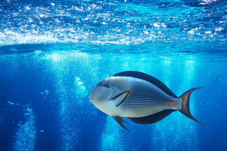 100+ Best Hawaiian Fish Names - The Ultimate List | FishLab
