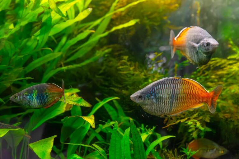 100+ Best Edible Fish Names - The Ultimate List | FishLab