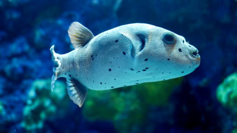 100+ Best Puffer Fish Names - The Ultimate List | FishLab