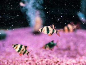 100+ Best Japanese Fish Names - The Ultimate List | FishLab
