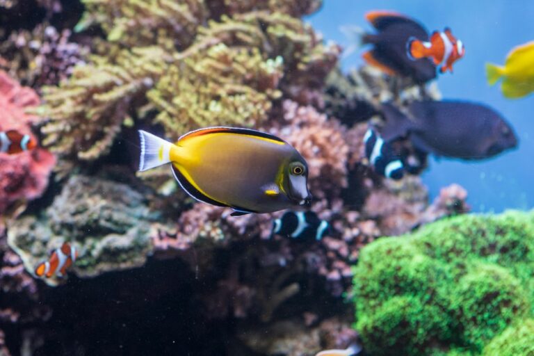 100+ Best Hawaiian Fish Names - The Ultimate List | FishLab