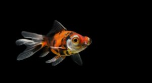 100+ Best Japanese Fish Names - The Ultimate List - FishLab