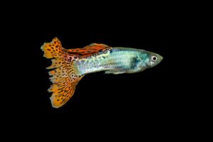 100+ Best Japanese Fish Names - The Ultimate List - FishLab