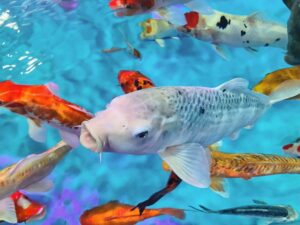 100+ Best Japanese Fish Names - The Ultimate List - FishLab