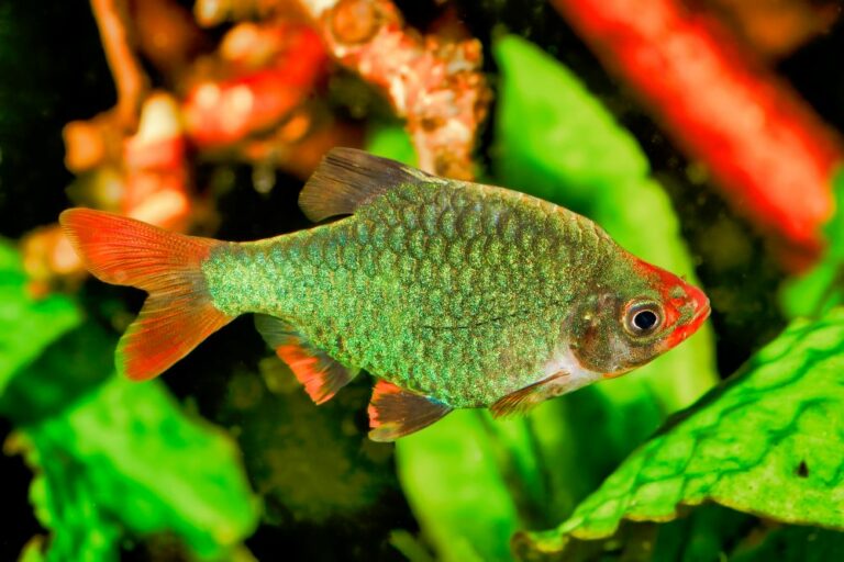 100+ Best Edible Fish Names - The Ultimate List | FishLab