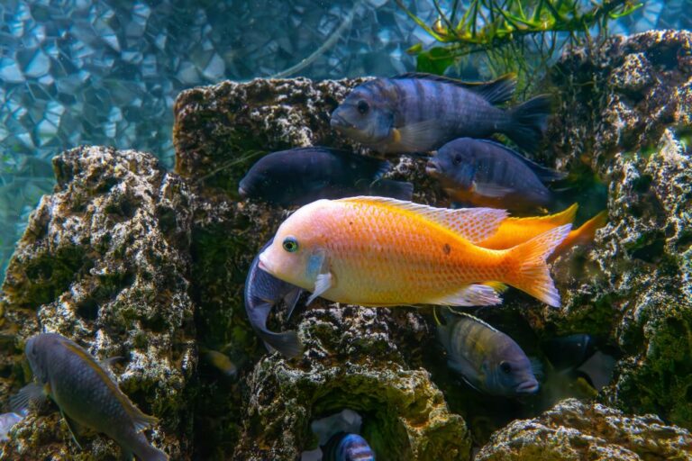 100+ Best Badass Fish Names - The Ultimate List - FishLab