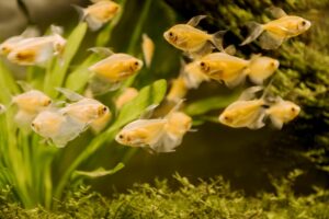 100+ Best Edible Fish Names - The Ultimate List | FishLab