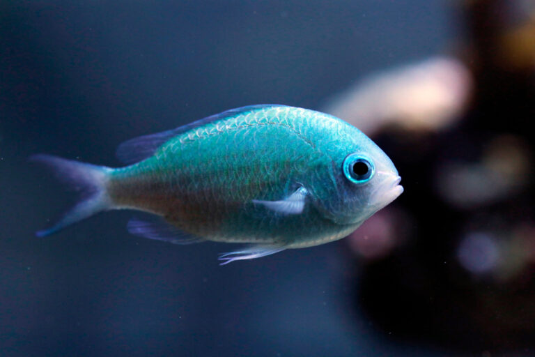 100+ Best Tropical Fish Names - The Ultimate List | FishLab