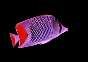 100+ Best Tropical Fish Names - The Ultimate List | FishLab