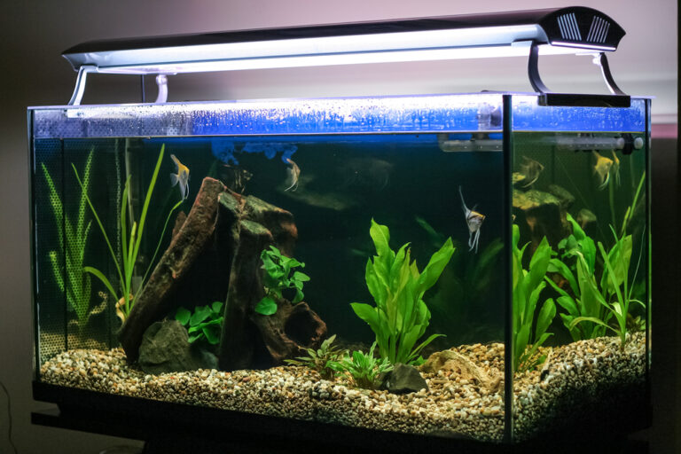 The Ultimate Guide To Algae Control: Why Algae Keeps Coming Back (And ...