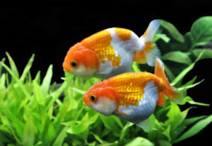 100+ Best Japanese Fish Names - The Ultimate List | FishLab