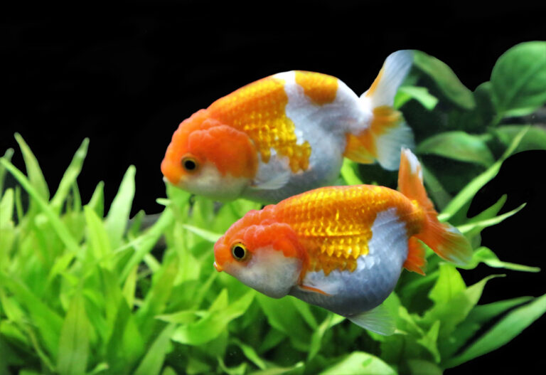 100+ Best Japanese Fish Names - The Ultimate List | FishLab