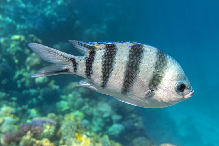 100+ Best Hawaiian Fish Names - The Ultimate List | FishLab