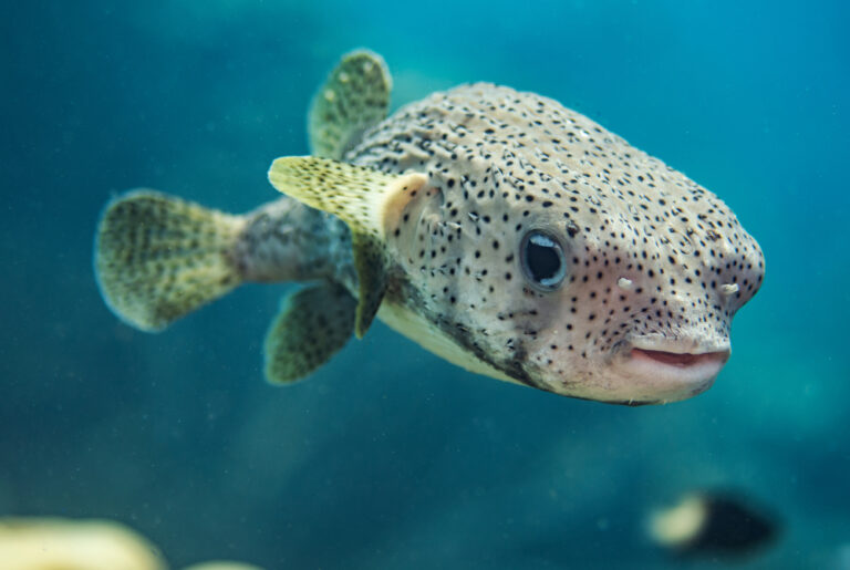 100+ Best Puffer Fish Names - The Ultimate List | FishLab