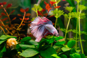 How to Keep a Betta Fish Happy: 7 Essential Tips for a Thriving Pet ...