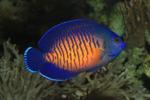 100+ Best Edible Fish Names - The Ultimate List | FishLab