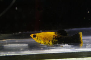 100+ Best Japanese Fish Names - The Ultimate List | FishLab