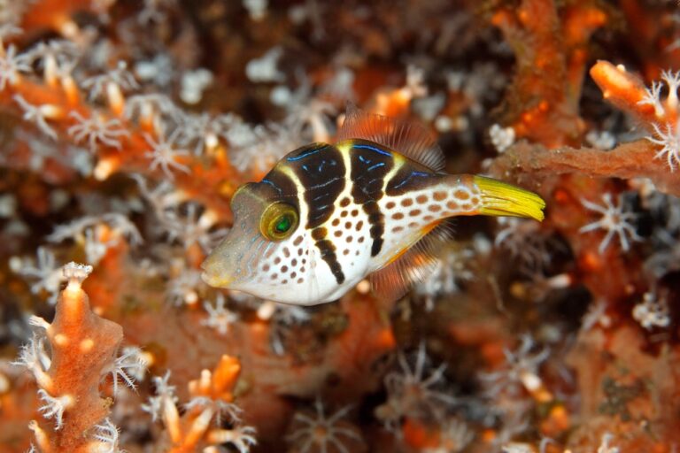 100+ Best Puffer Fish Names - The Ultimate List | FishLab