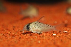 100+ Best Small Fish Names - The Ultimate List | FishLab