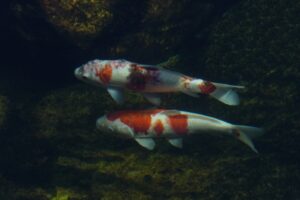 100+ Best Japanese Fish Names - The Ultimate List | FishLab