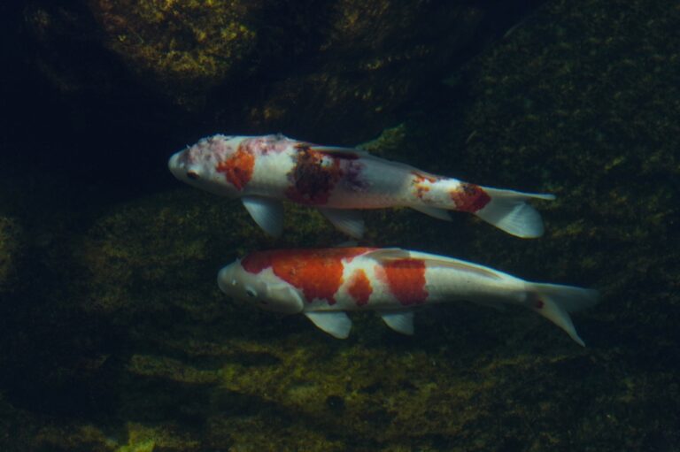 100+ Best Japanese Fish Names - The Ultimate List | FishLab