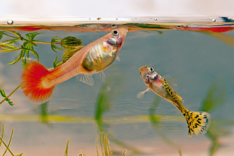 100+ Best Girl Fish Names - The Ultimate List - FishLab