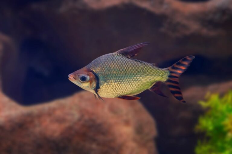 100+ Best Edible Fish Names - The Ultimate List | FishLab