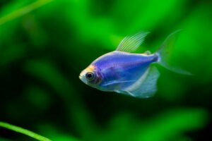 100+ Best Girl Fish Names - The Ultimate List | FishLab