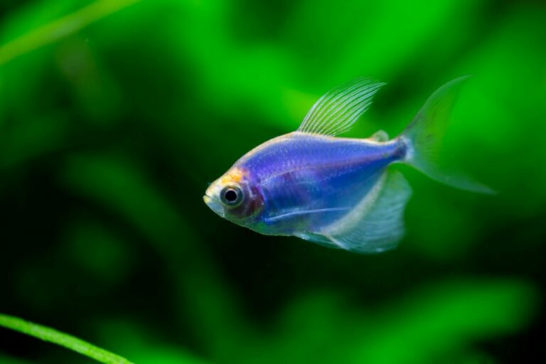 100+ Best Girl Fish Names - The Ultimate List | FishLab