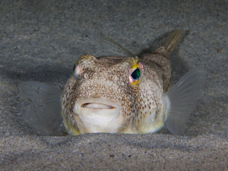 100+ Best Puffer Fish Names - The Ultimate List | FishLab