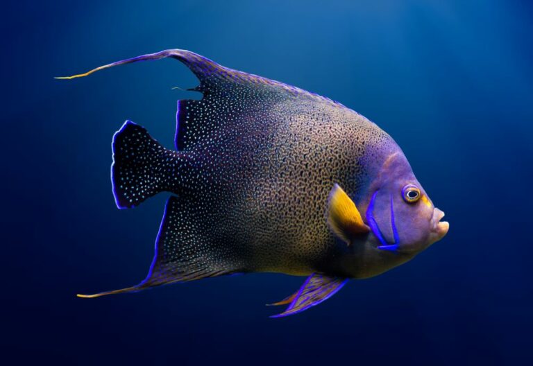 100+ Best Purple Fish Names - The Ultimate List | FishLab
