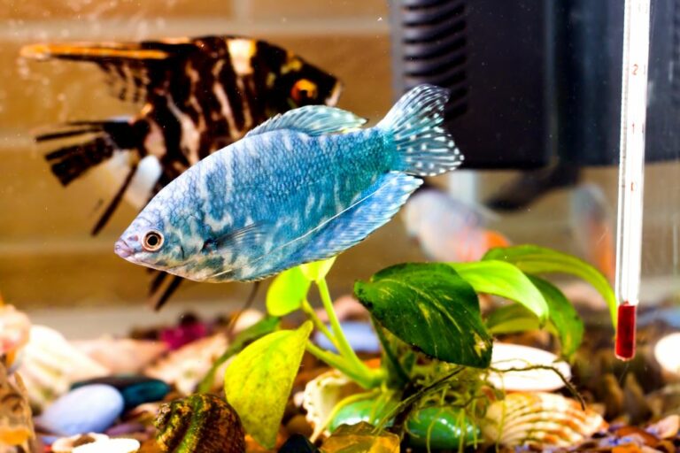 100+ Weirdest Fish Names Ever - The Ultimate List | FishLab