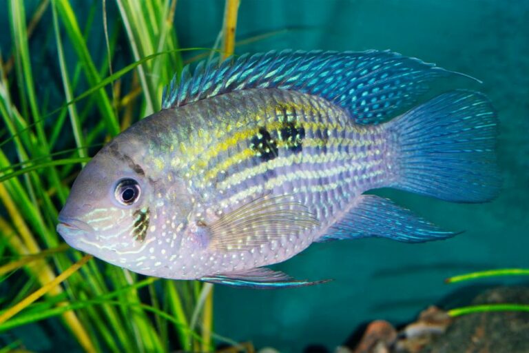 100+ Famous Fish Names For Your Aquatic Friends | FishLab