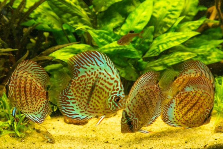 100+ Best Green Fish Names - The Ultimate List | FishLab