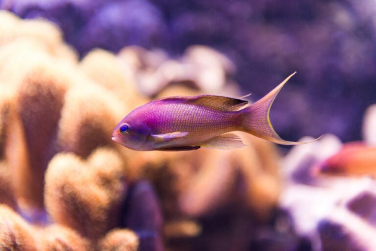 100+ Best Purple Fish Names - The Ultimate List - FishLab