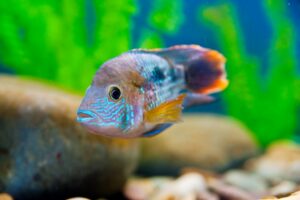 100+ Famous Fish Names For Your Aquatic Friends | FishLab