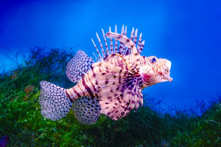 100+ Weird Fish Name - The Ultimate List - FishLab