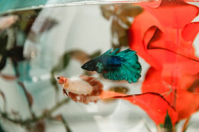 100+ Unique Male Betta Fish Names - The Ultimate List | FishLab