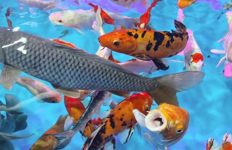 100+ Best Koi Fish Names - The Ultimate List | FishLab