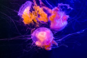 100+ Best Jelly Fish Names -The Ultimate List | FishLab