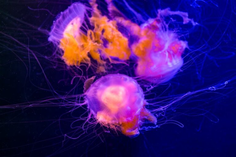 100+ Best Jelly Fish Names -The Ultimate List | FishLab