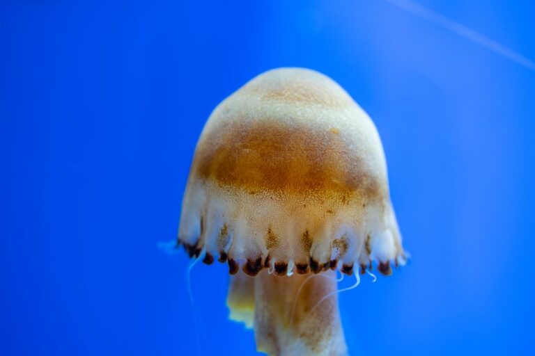 100+ Best Jelly Fish Names -The Ultimate List | FishLab