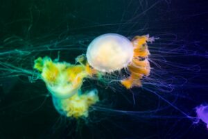 100+ Best Jelly Fish Names -The Ultimate List | FishLab