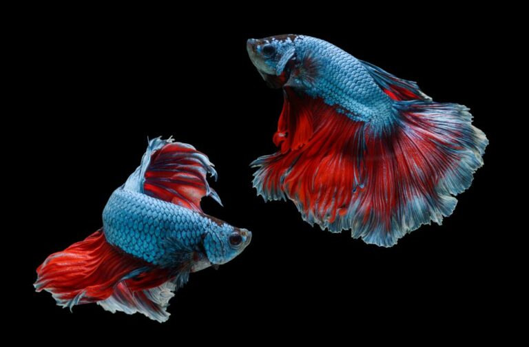 Can Male and Female Betta Live Together? A Comprehensive Guide to Betta Compatibility | FishLab