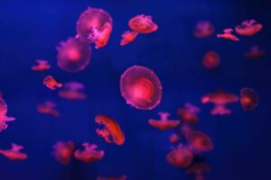 100+ Best Jelly Fish Names -The Ultimate List | FishLab